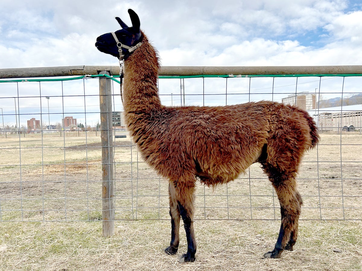 Pack Llamas For Sale, Trained & Experienced | Montana Llama Guides ...